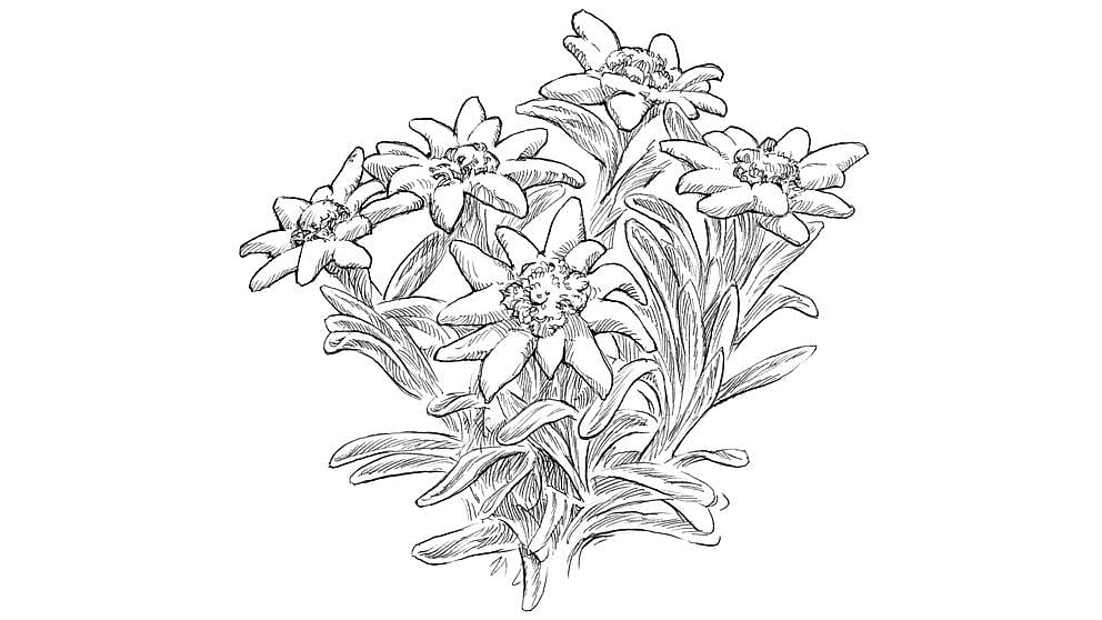 Listi rastline planika tvorijo bazalno rozeto na sk