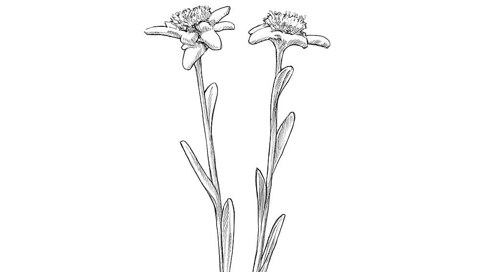 Listi rastline planika tvorijo bazalno rozeto na sk